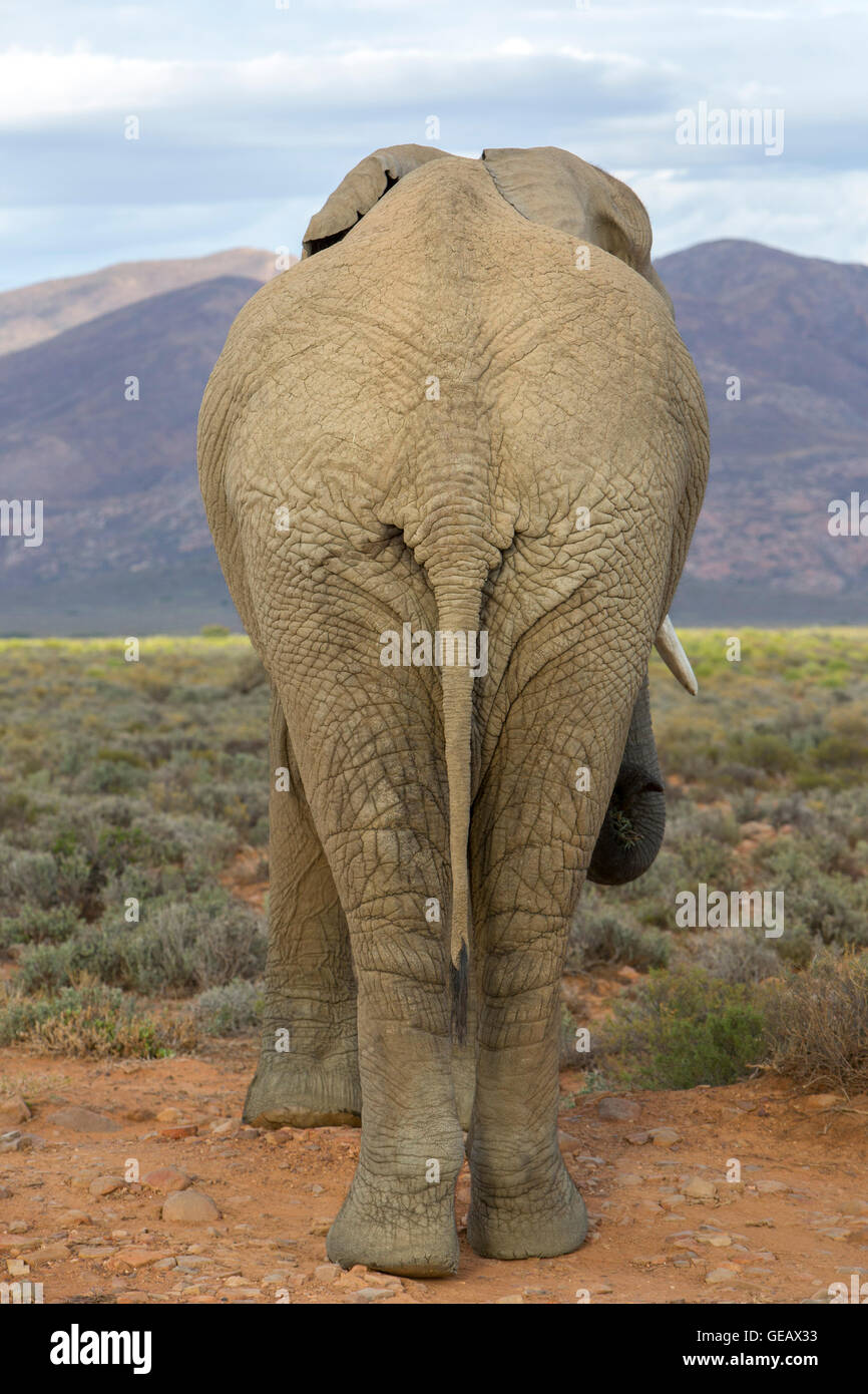 South Africa, private game farm, african elephant, Loxodonta africana ...
