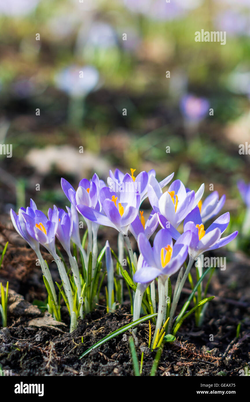 Purple snowdrops growing in spring hi-res stock photography and images ...