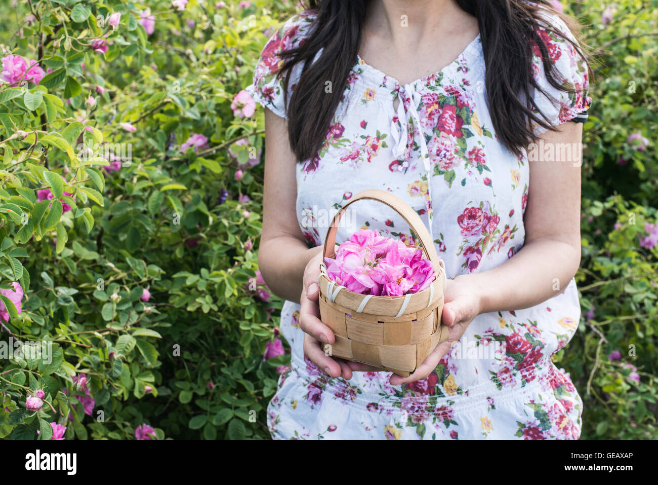 Labour rose hi-res stock photography and images - Alamy