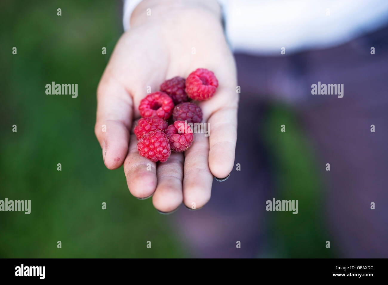 Boys hand holding raspberries Stock Photo - Alamy