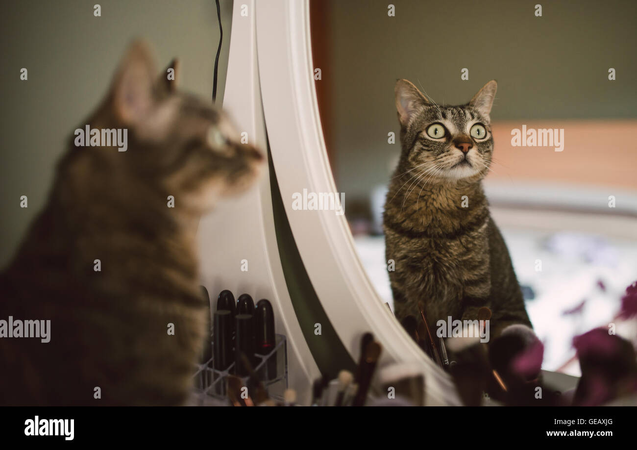 Mirror image of tabby cat sitting on vanity Stock Photo - Alamy