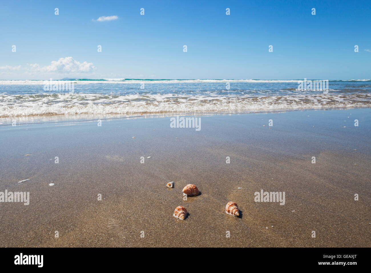 New Zealand, Waihi Beach, Ostrich Foot Shell, Struthiolaria papulosa ...