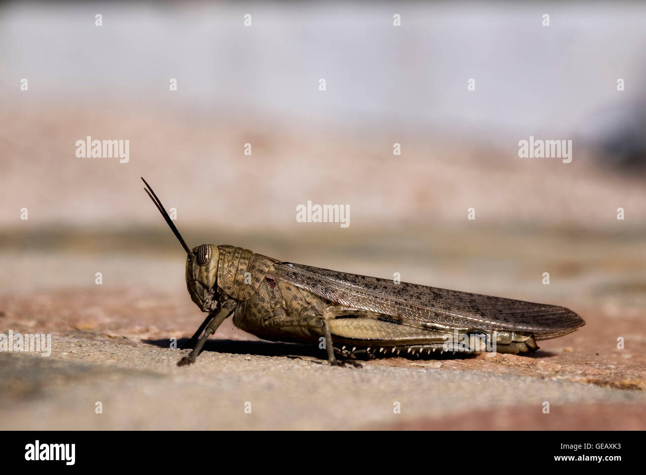 Flying locust hi-res stock photography and images - Alamy