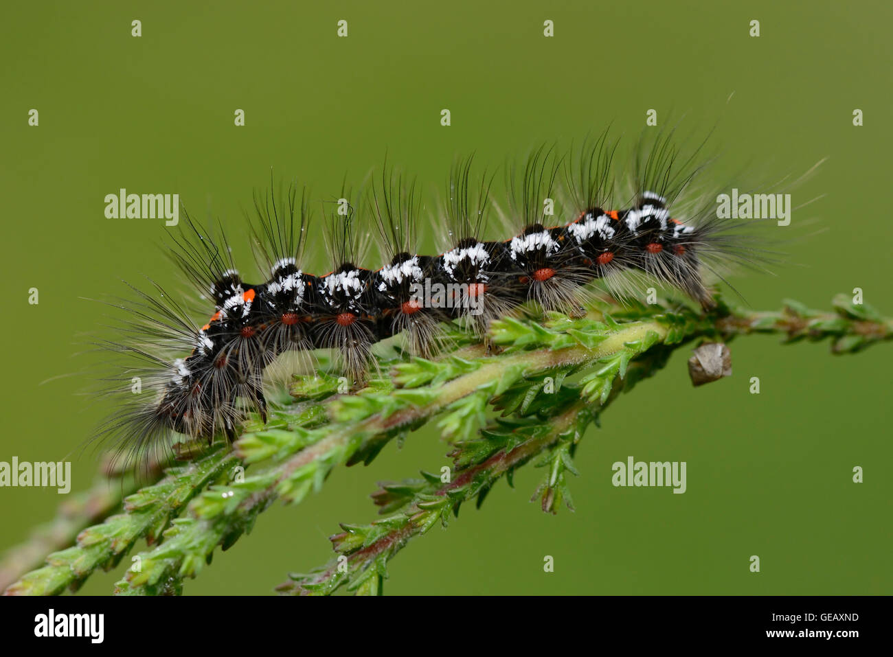 Green and yellow tail hi-res stock photography and images - Alamy
