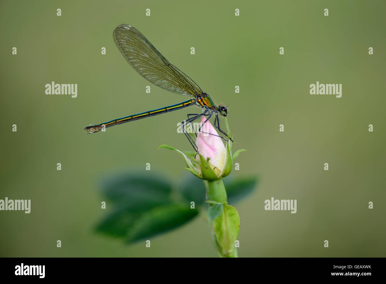 Side bud hi-res stock photography and images - Alamy