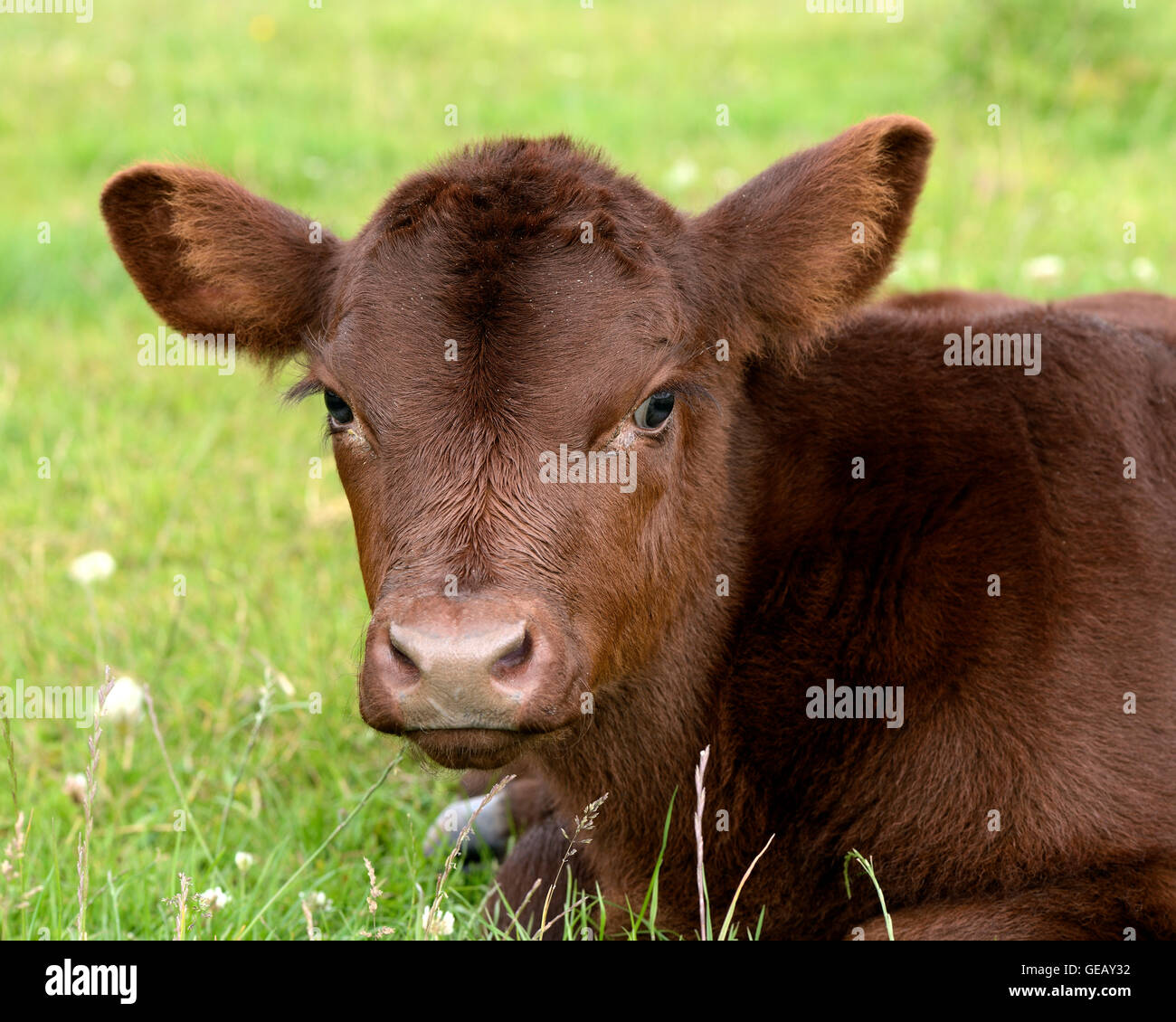 Lincoln red cattle hi-res stock photography and images - Alamy