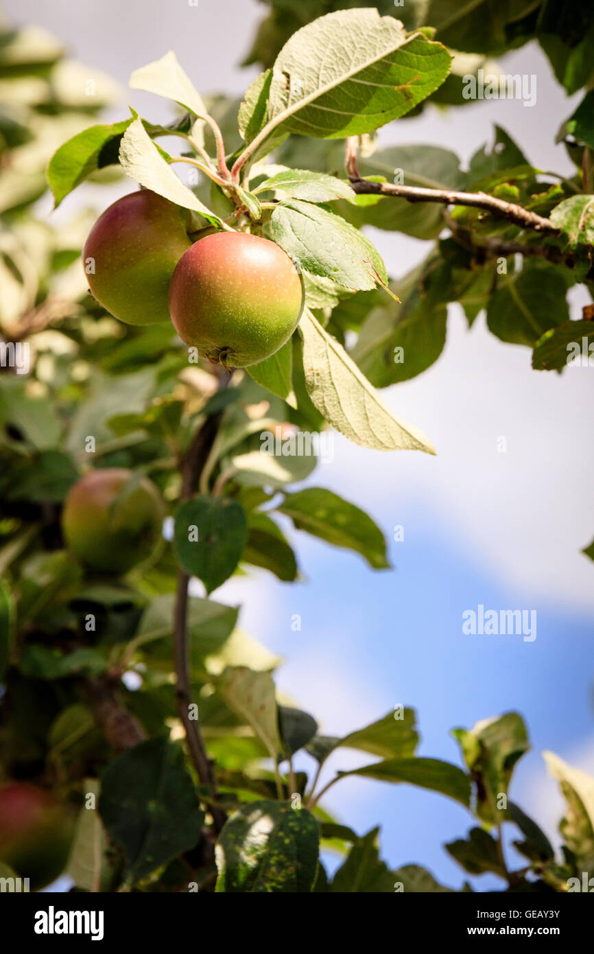 Apples in the tree growing hi-res stock photography and images - Alamy