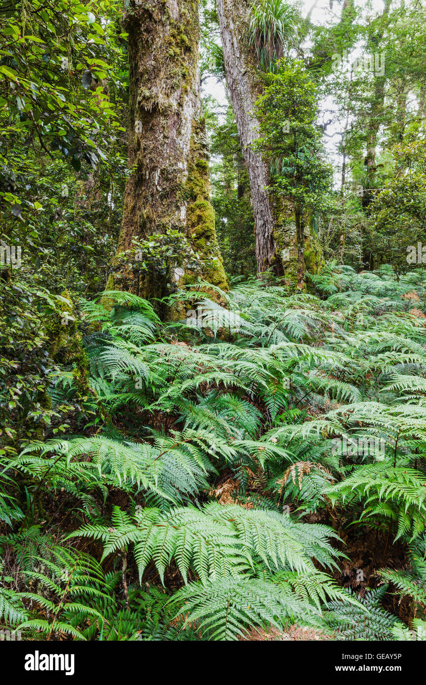 New Zealand, North Island, Te Urewera National Park, rainforest, trees ...