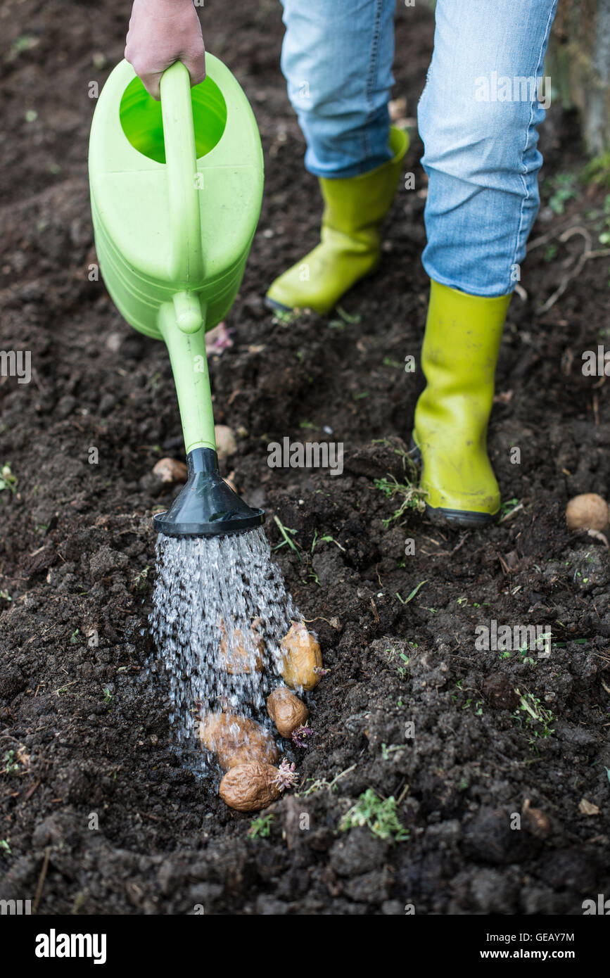 Watering potatoes, watering can Stock Photo - Alamy