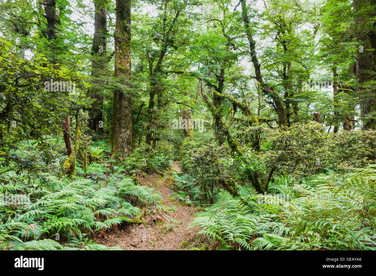 Te urewera national park hi-res stock photography and images - Alamy