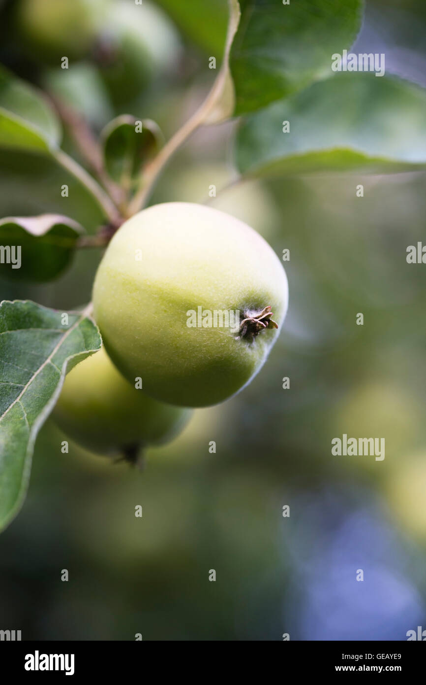 Growing apple tree hi-res stock photography and images - Alamy