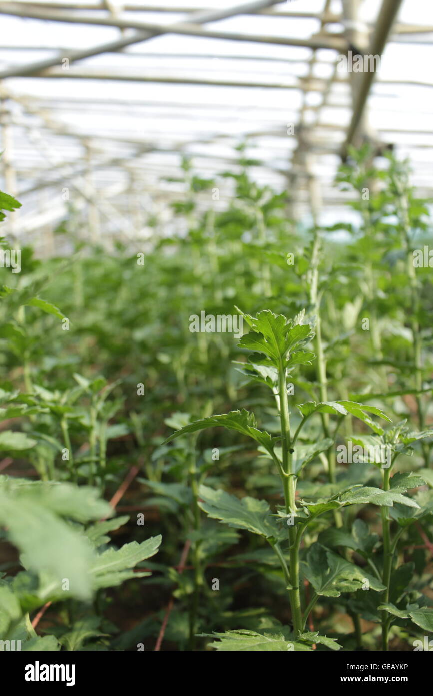 not nlossomed yet picture Stock Photo - Alamy