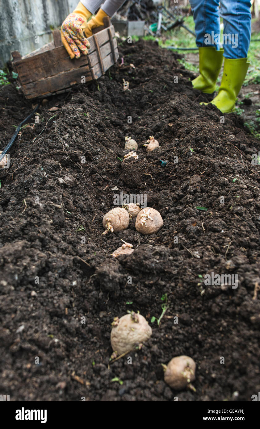 Female planting potato hi-res stock photography and images - Alamy