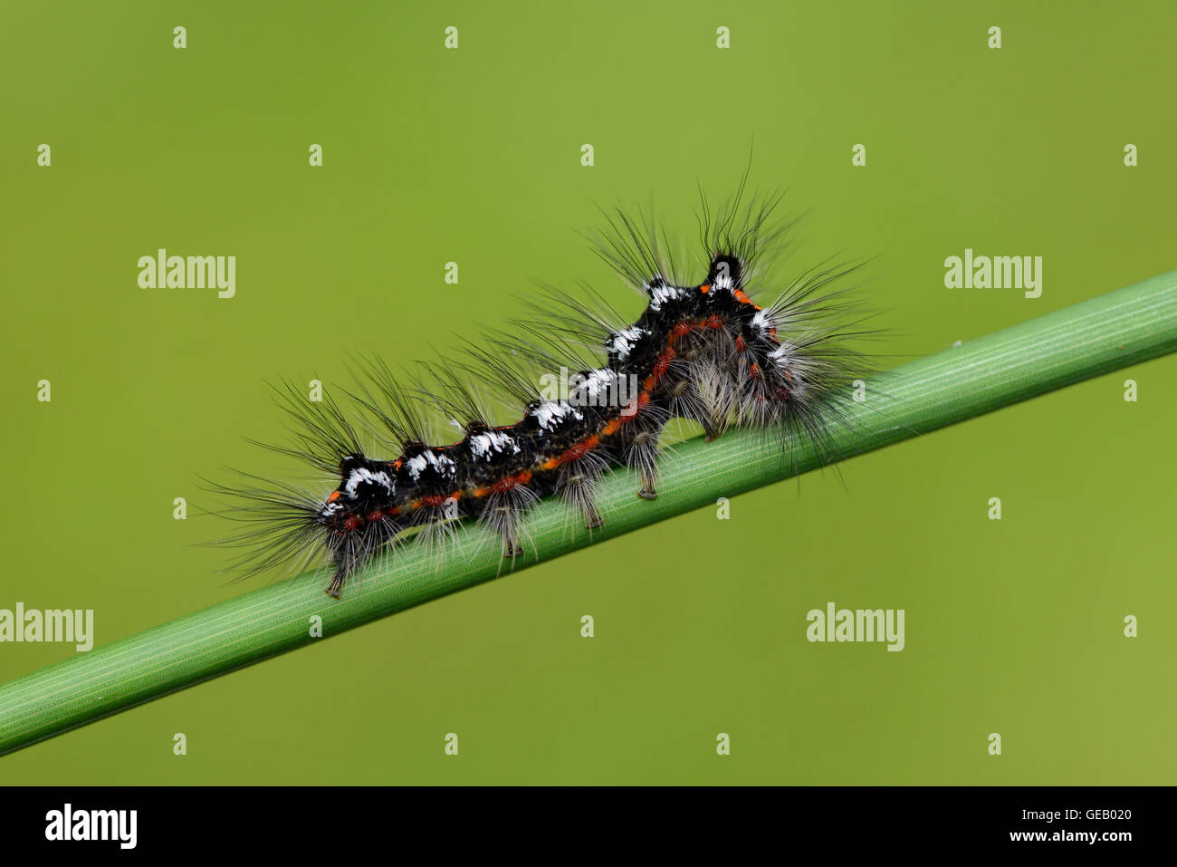 Creeping Caterpillar High Resolution Stock Photography and Images - Alamy