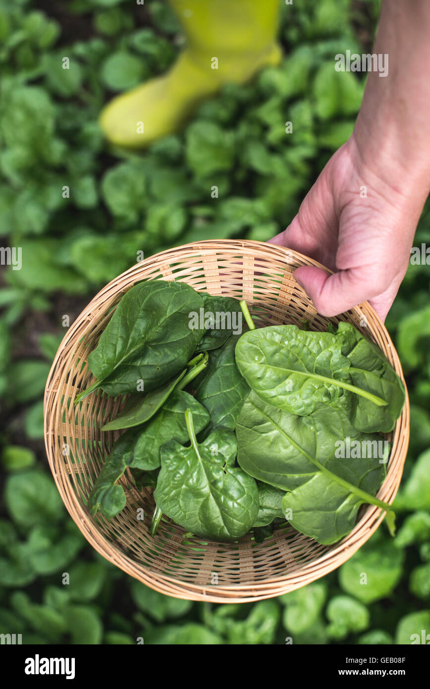 Picking spinach in a home garden, bio spinach Stock Photo - Alamy