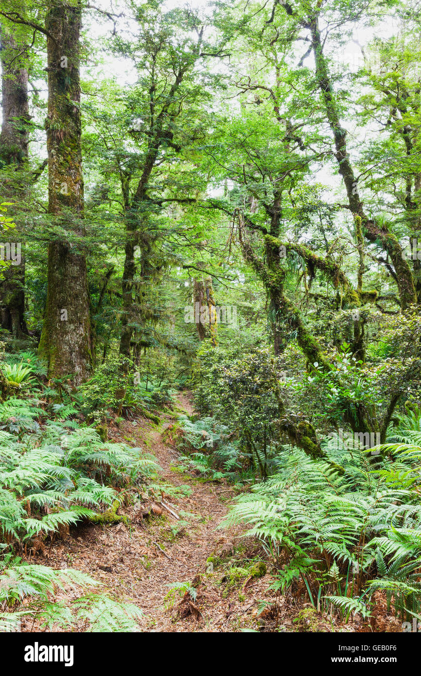 New Zealand, North Island, Te Urewera National Park, trail through ...