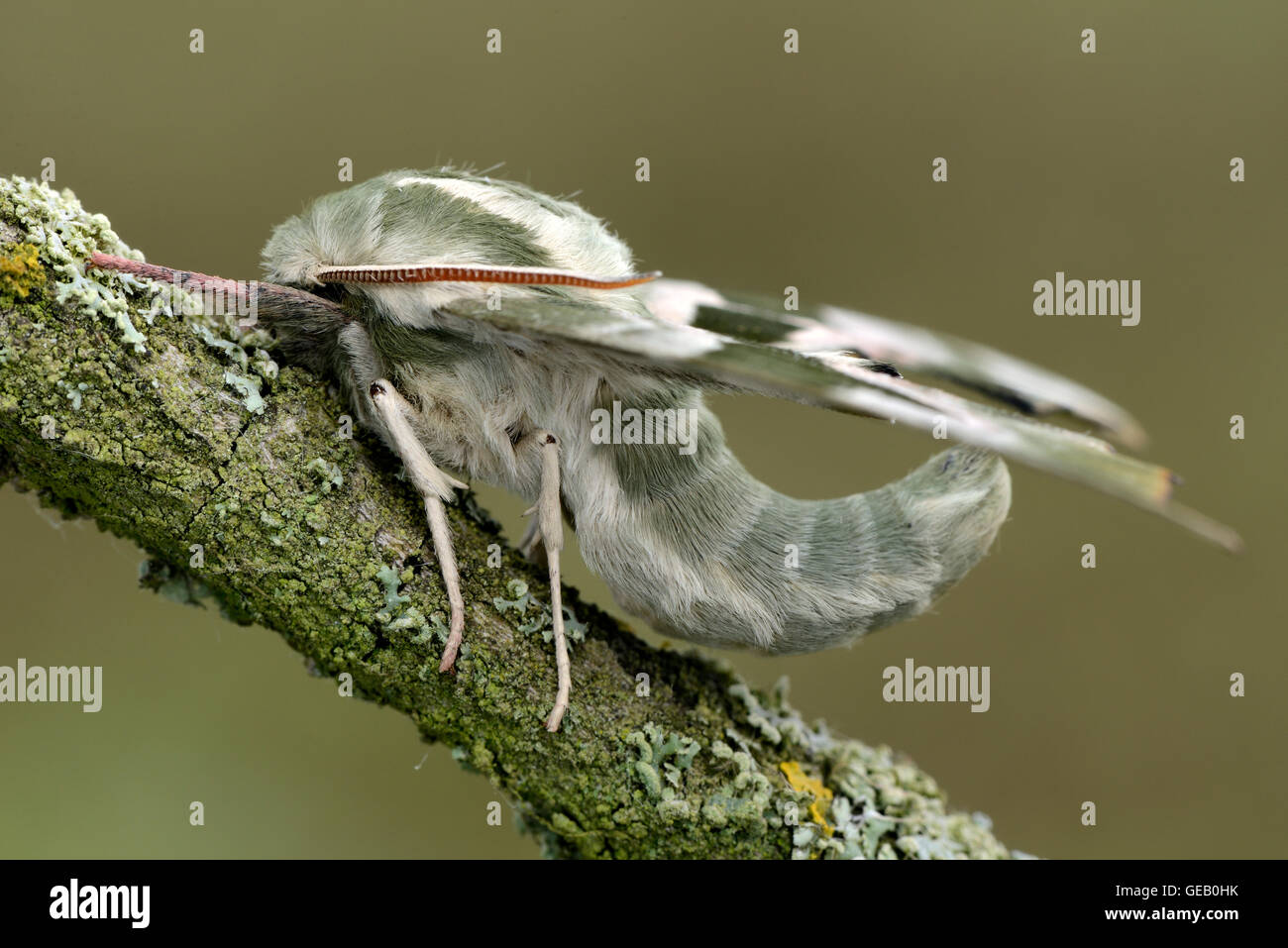 Lime Hawk-moth on twig Stock Photo - Alamy