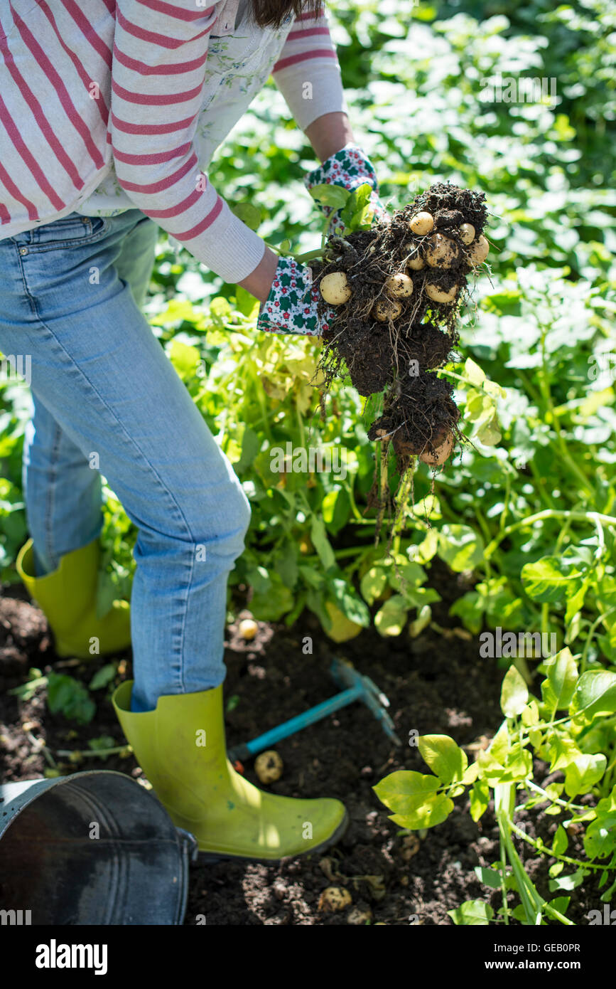 Women harvesting potatoes Stock Photo - Alamy