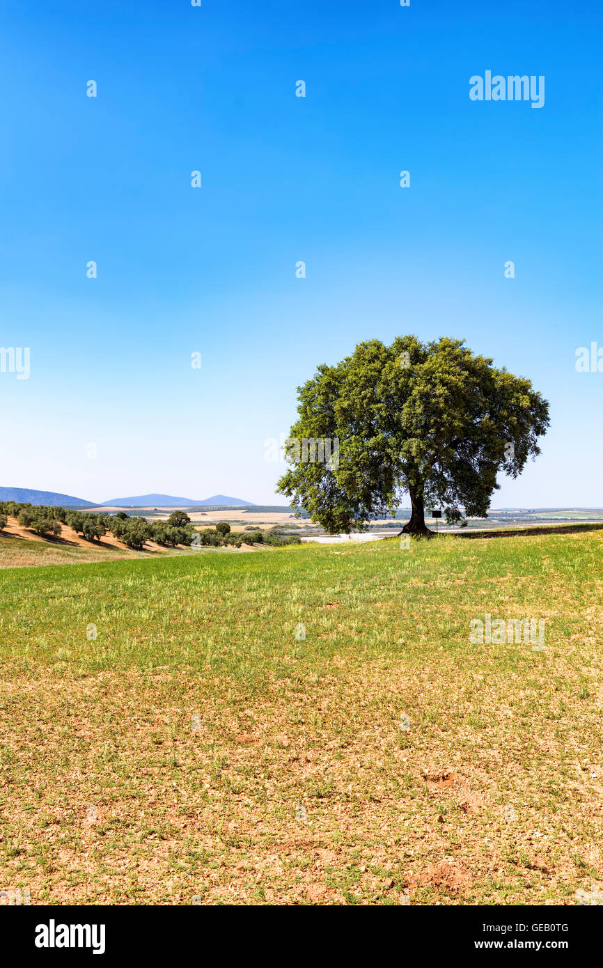 Spain, Andalusia, Olive tree with olive grove in the background Stock ...