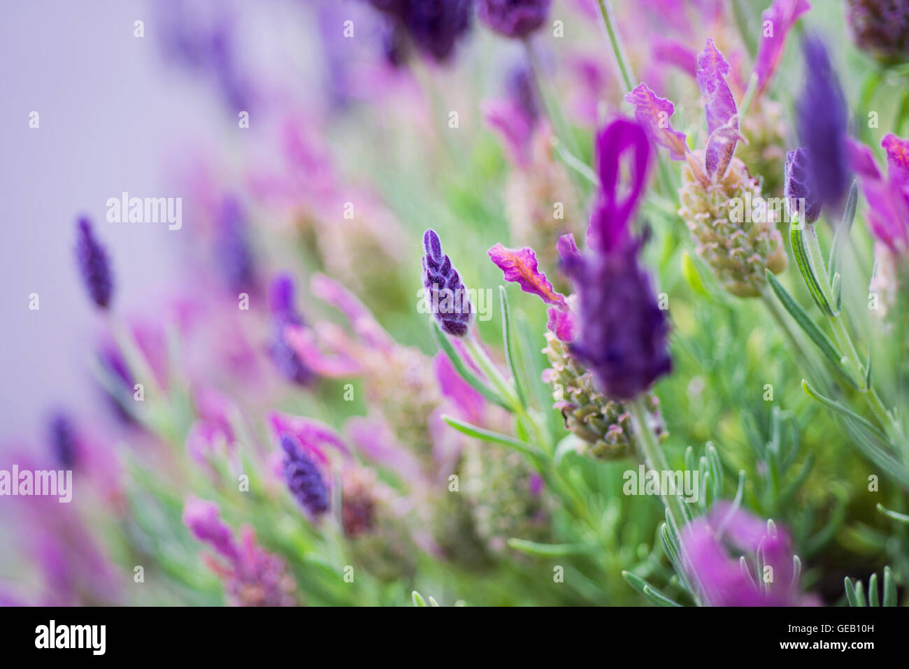 Topped lavender, lavandula stoechas Stock Photo - Alamy