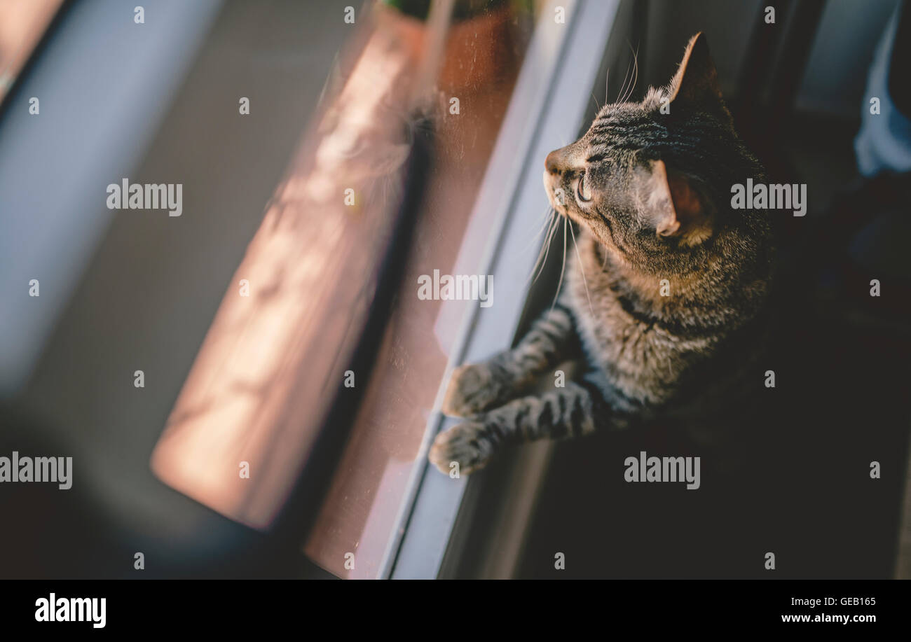 Tabby cat looking through window Stock Photo - Alamy
