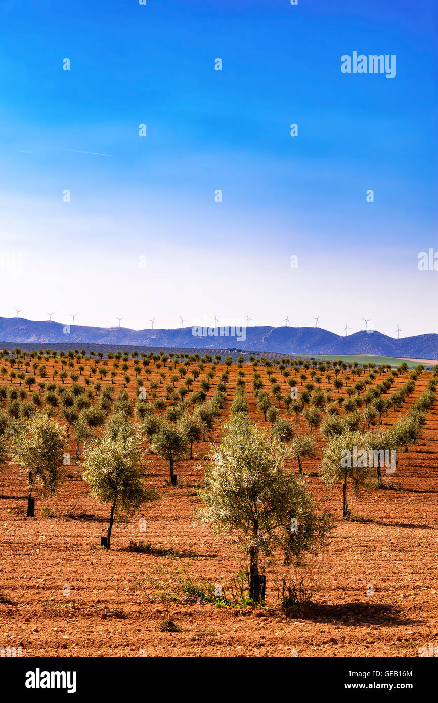Spain, Andalusia, Olive plantation in spring Stock Photo - Alamy