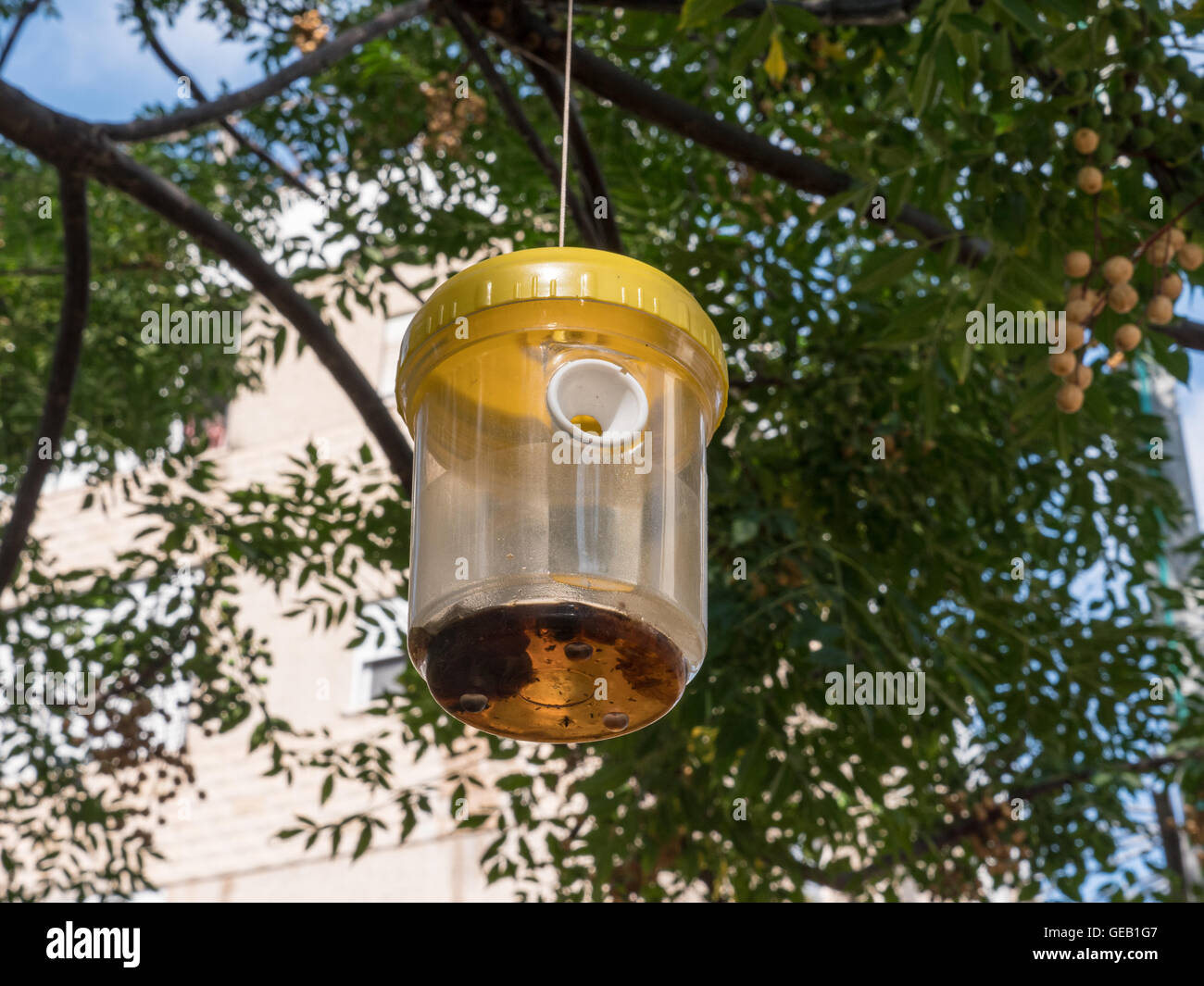 Hanging fly trap hi-res stock photography and images - Alamy