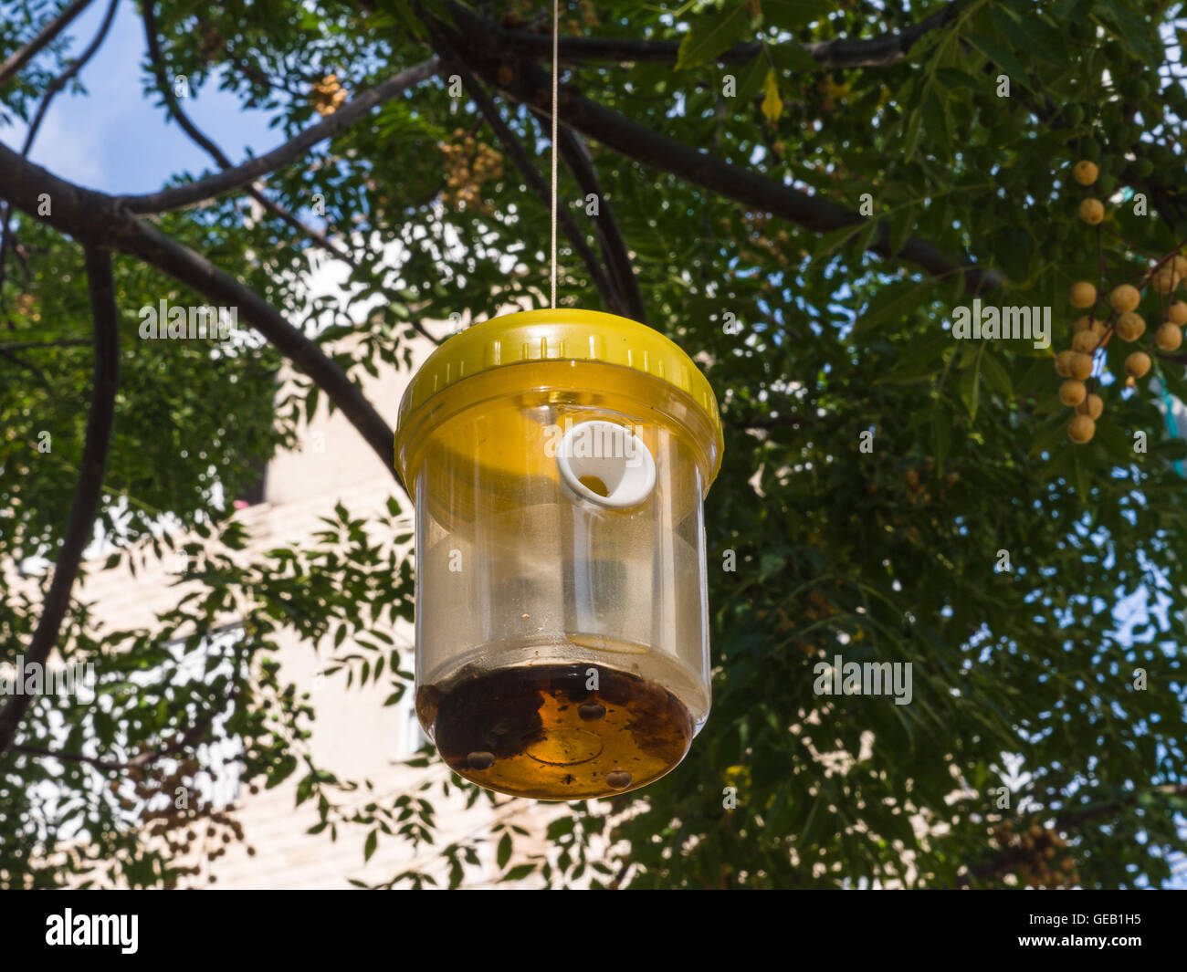 Insect trap eco trap hi-res stock photography and images - Alamy