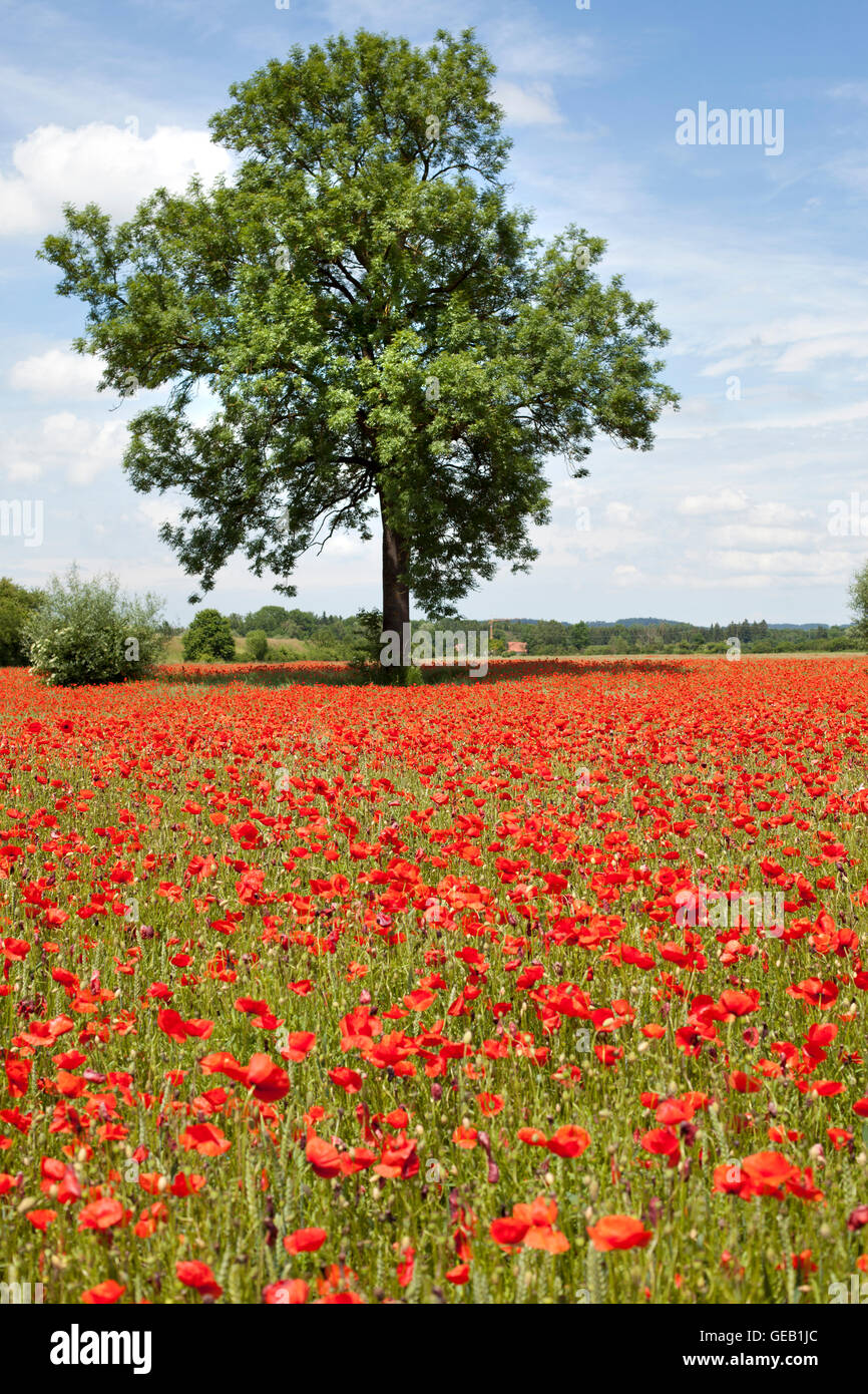 Field of poppies with tree Stock Photo - Alamy