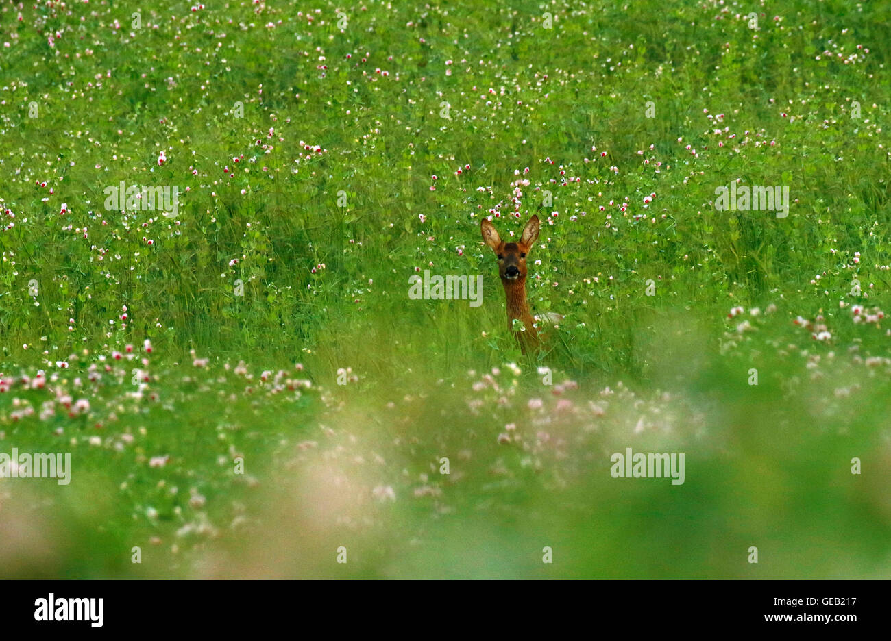 Gorgeous picture of a Roe doe, a female roe deer in a flowering field ...