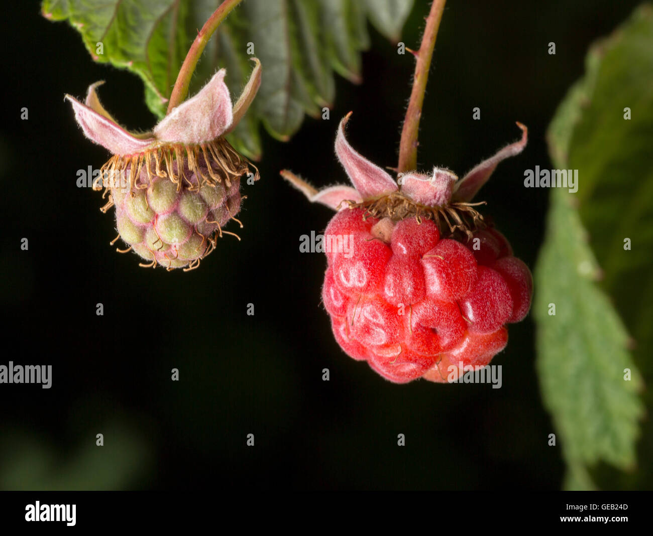 Raspberries Close Up Ripe and Unripe Stock Photo - Alamy
