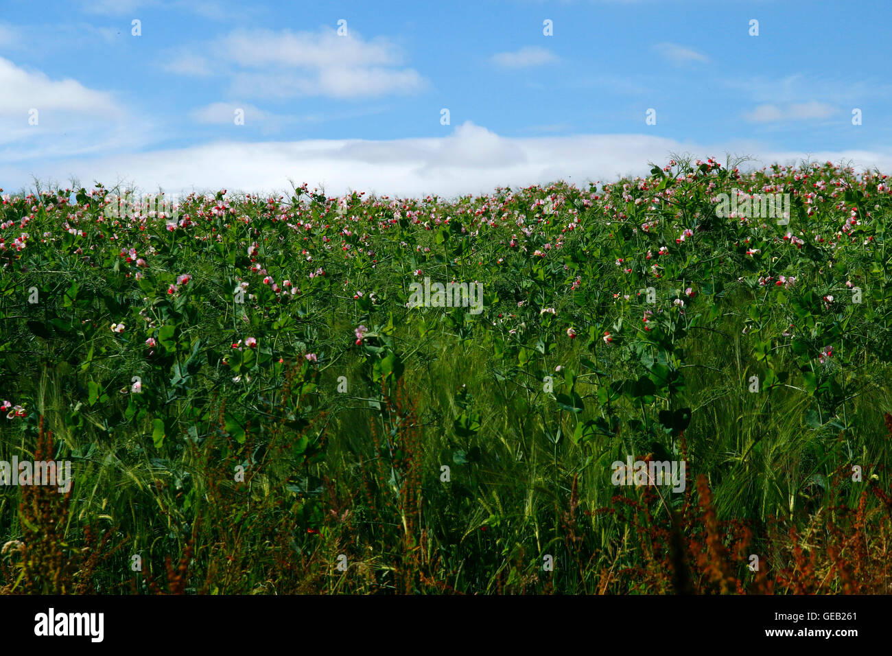 A pea & barley field in summer time, peas in full flower looking very ...