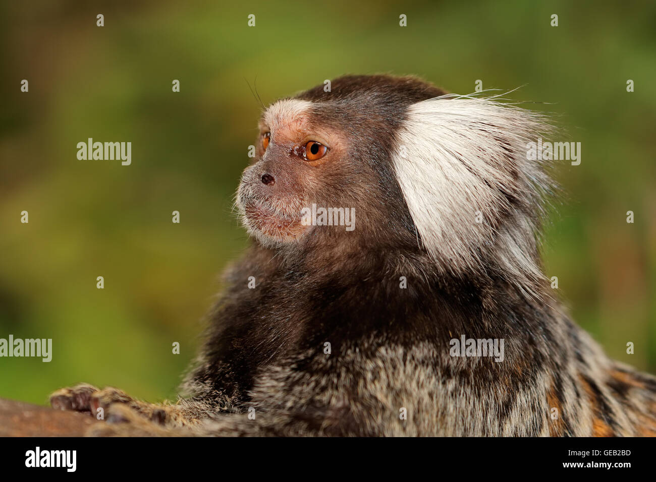 Callithrix Monkey Family