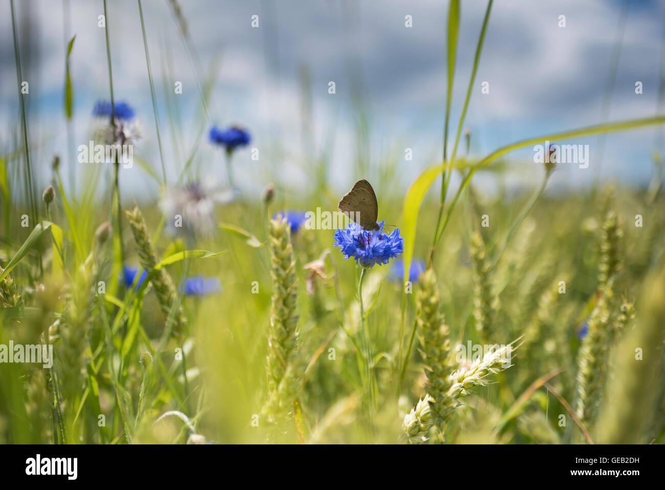 Corn flower in wheat field Stock Photo - Alamy