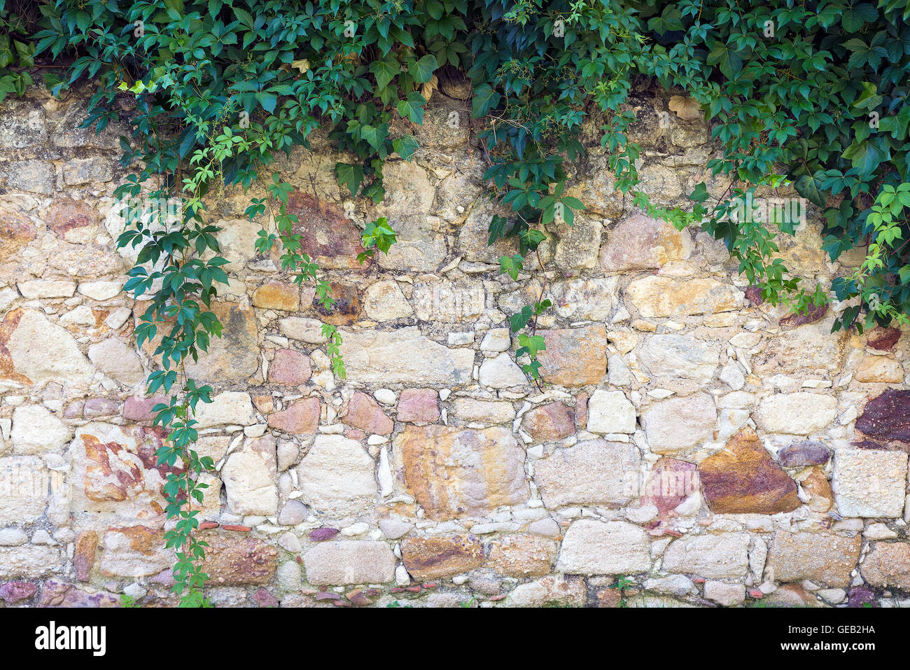 stone wall covered with vines Stock Photo - Alamy
