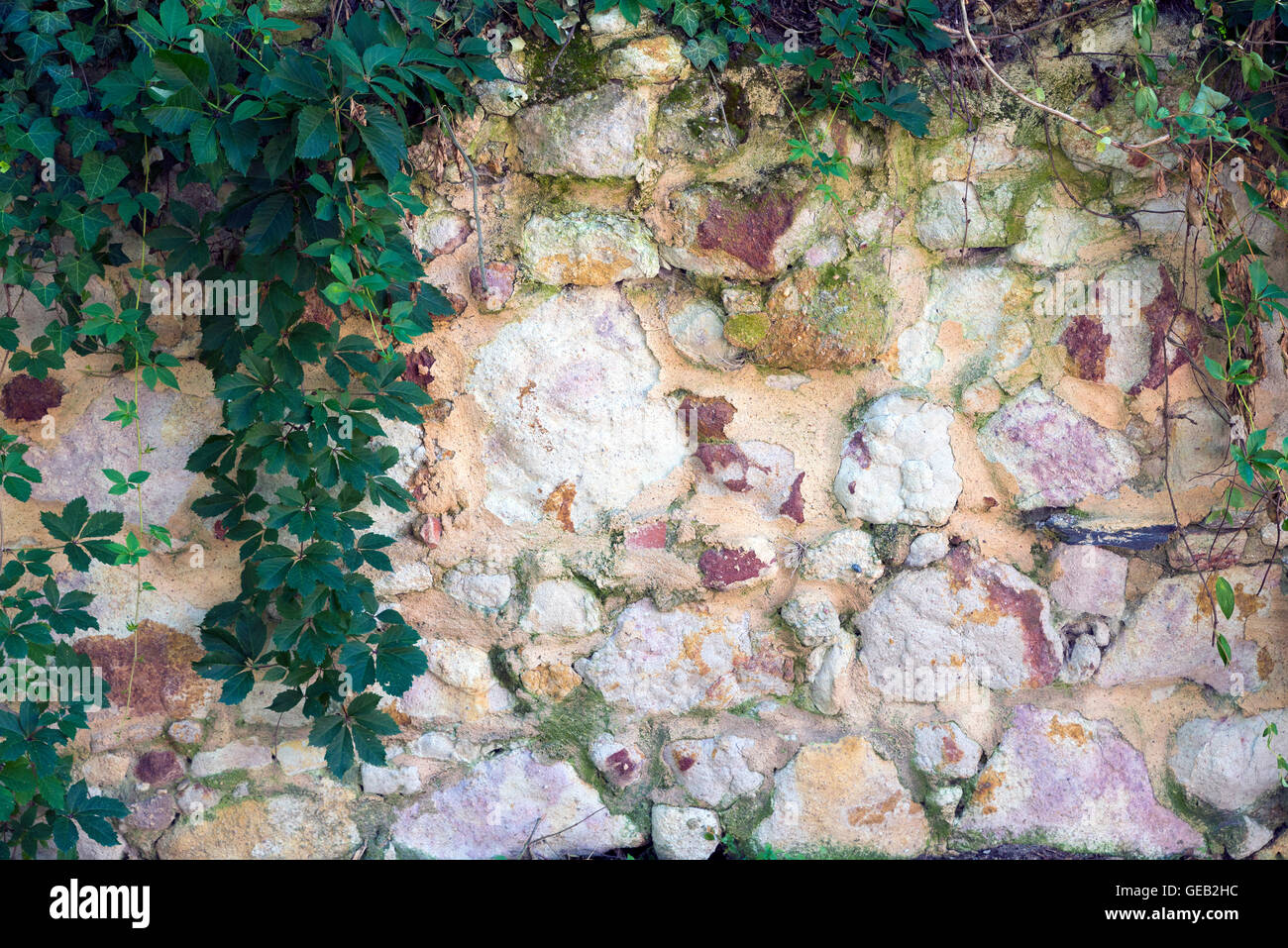 stone wall covered with vines Stock Photo - Alamy