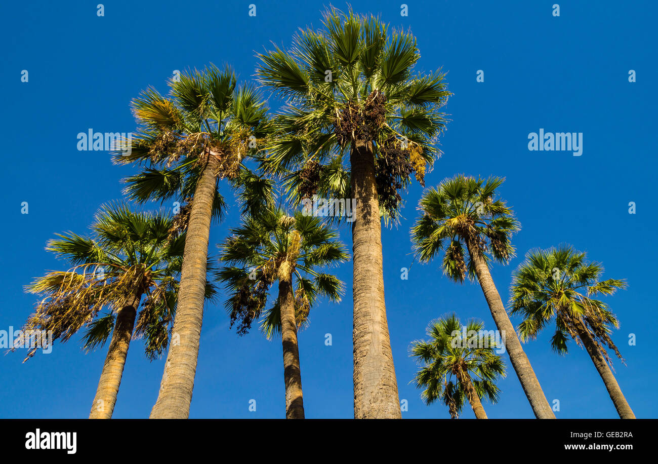 Pine trees in Naples ,Italy Stock Photo - Alamy