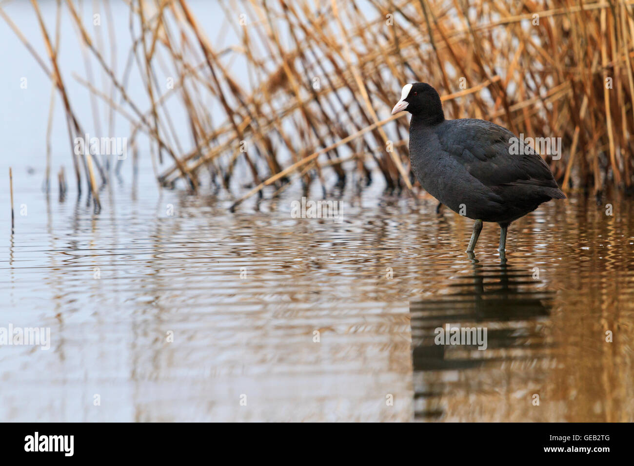 Coot silhouette hi-res stock photography and images - Alamy