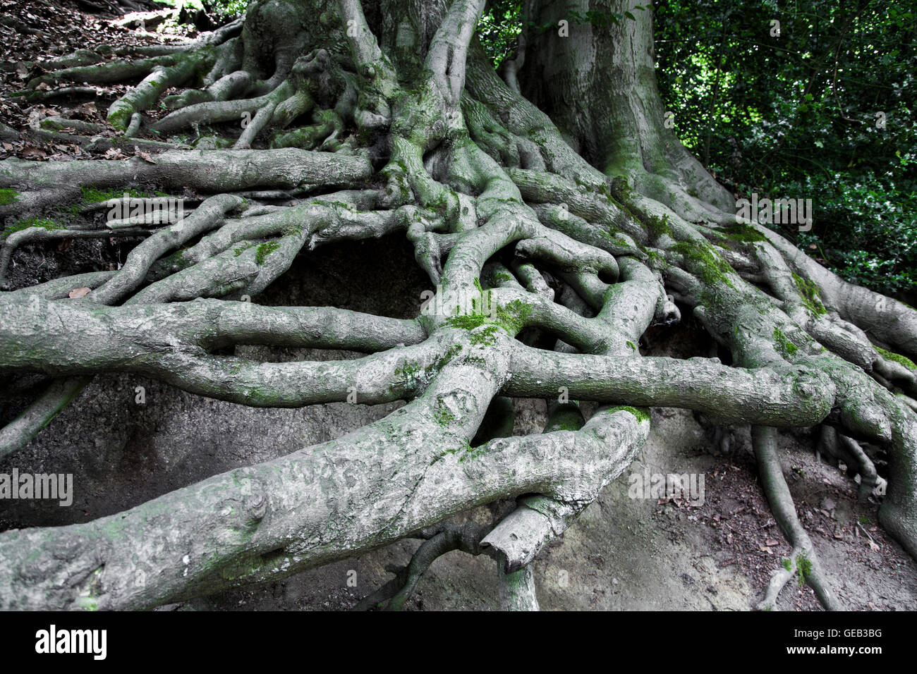 Trees with exposed, tangled roots Stock Photo - Alamy