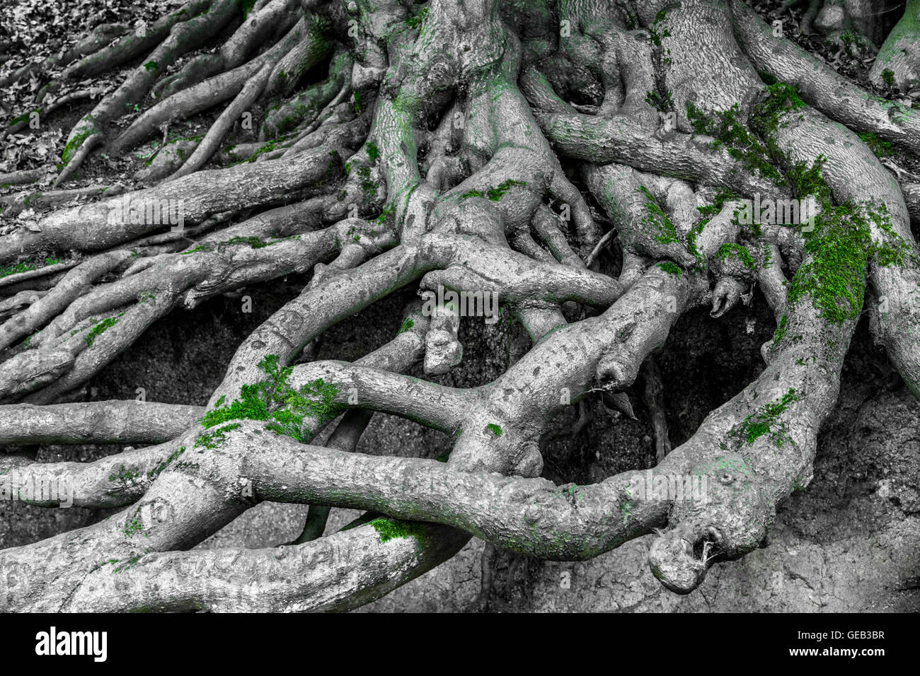 Trees with exposed, tangled roots Stock Photo - Alamy