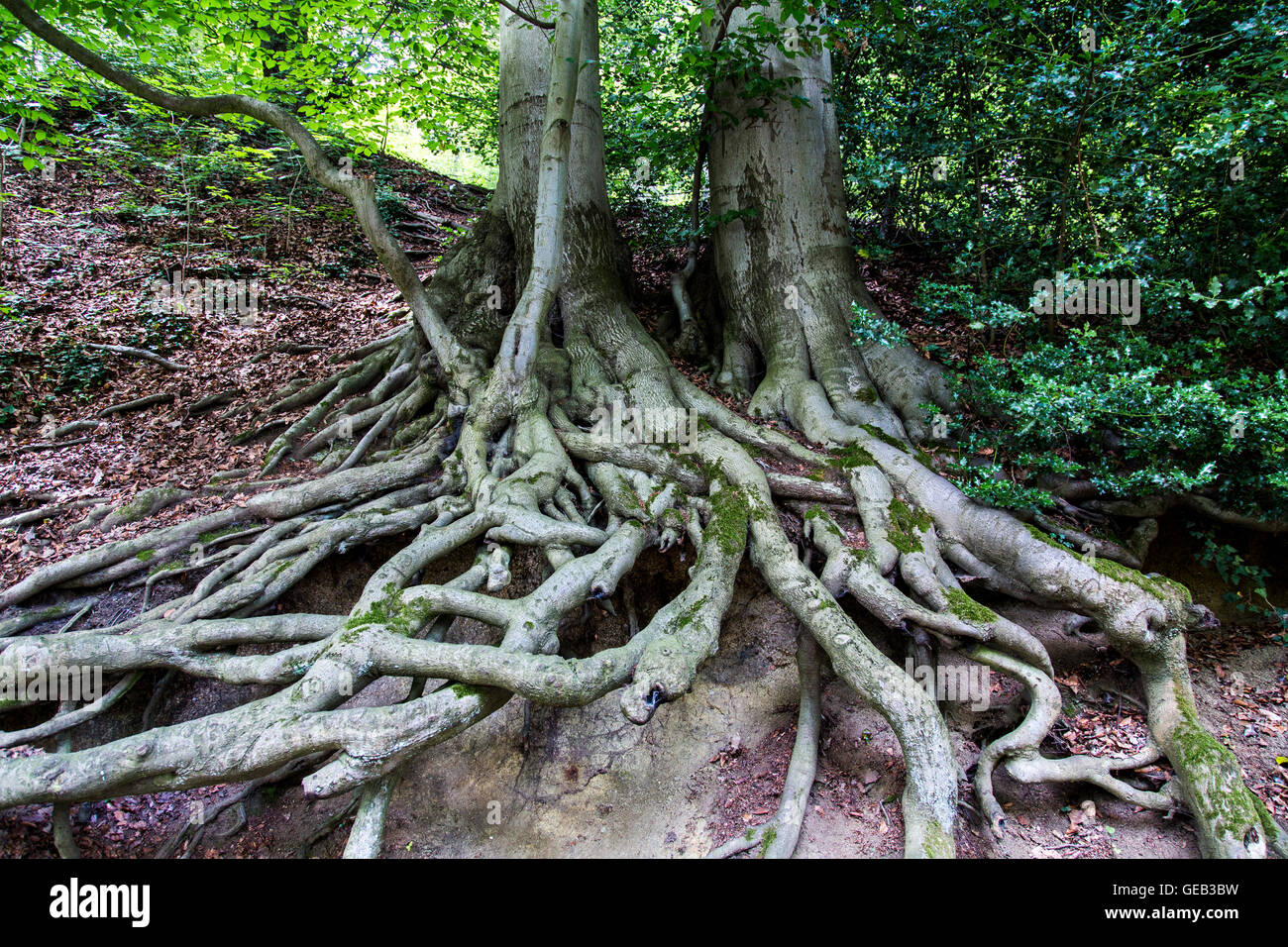 Tangled tree roots hi-res stock photography and images - Alamy