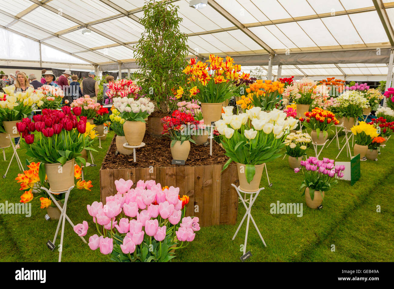 A colourful tulip display in the Floral Marquee at the 2016 RHS Malvern ...