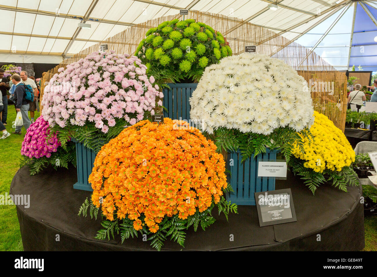 A colourful chrysanthemum display in the Floral Marquee at the 2016 RHS ...