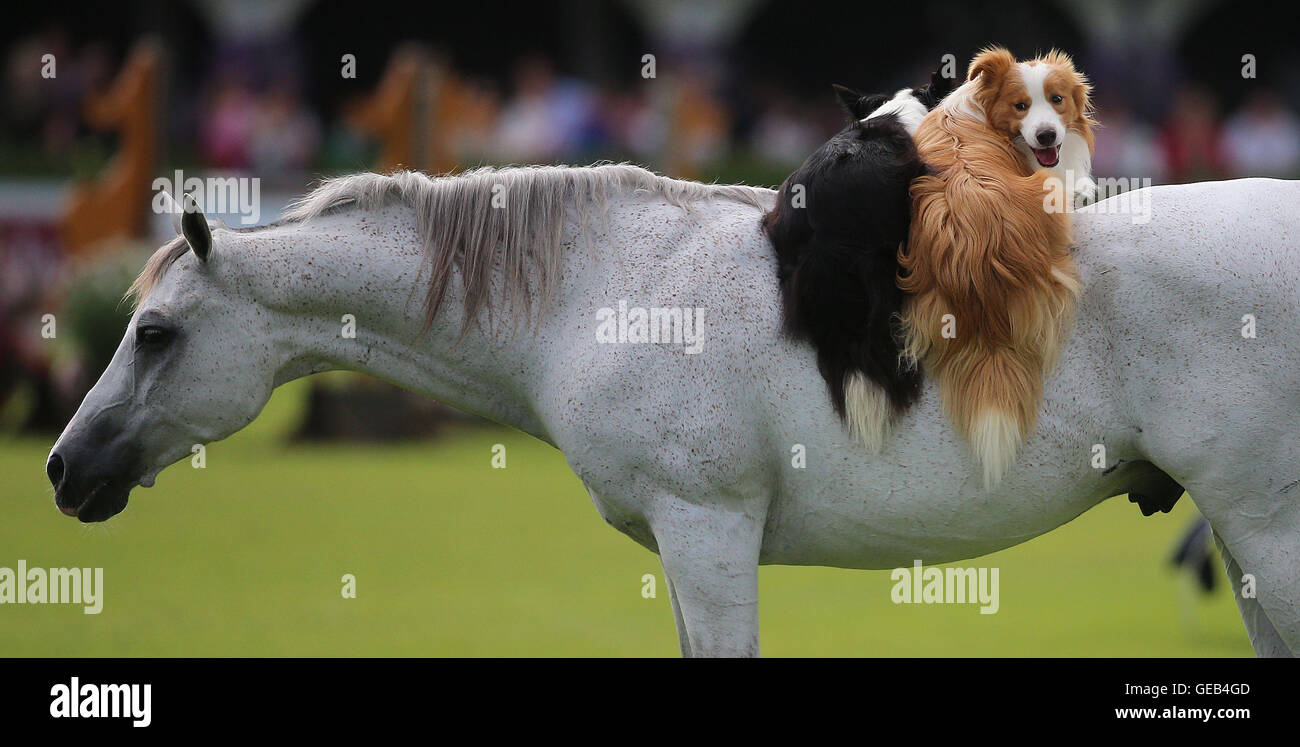 Two dogs ride on the back of a horse during a display by entertainer ...
