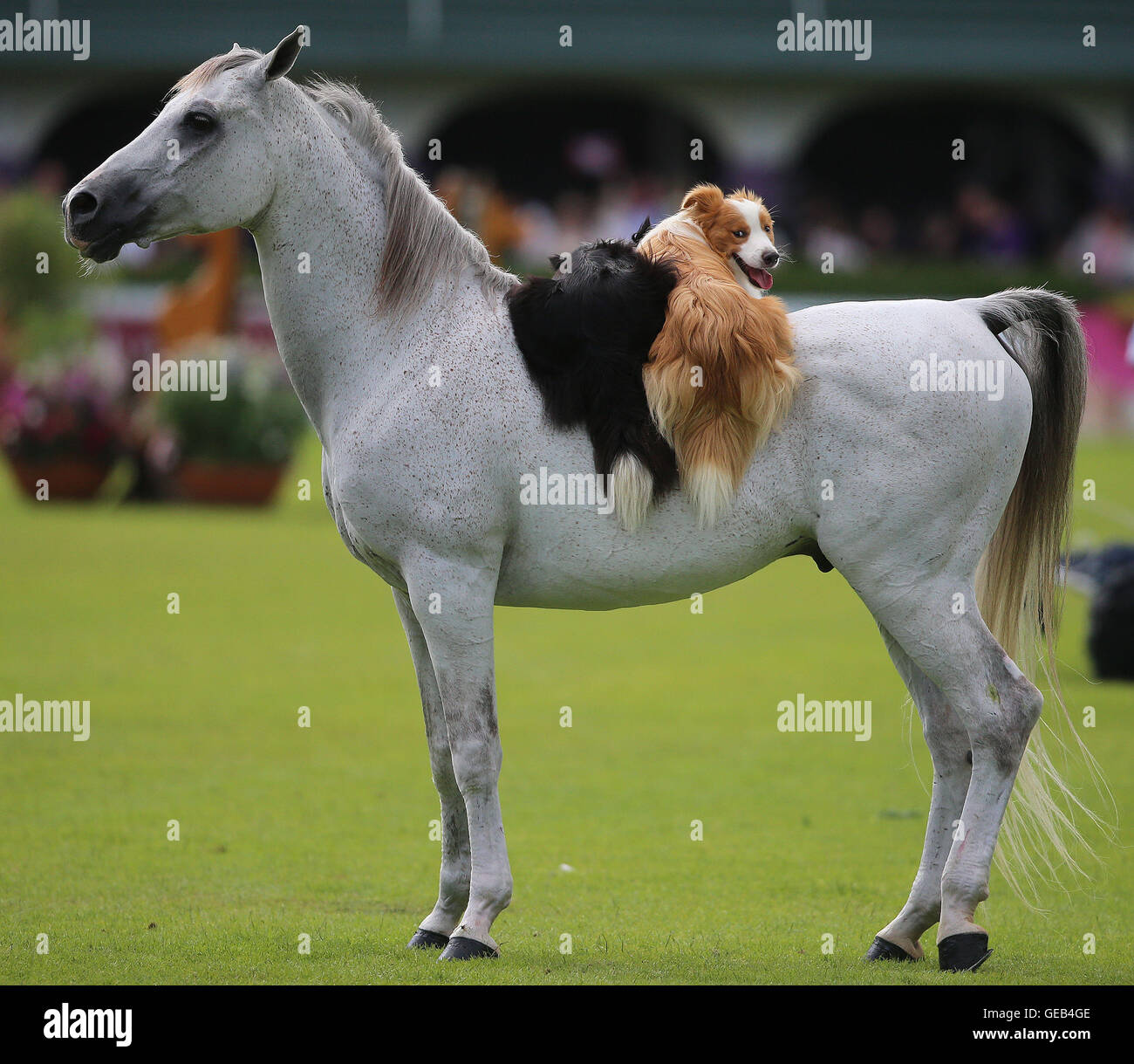 Two dogs ride on the back of a horse during a display by entertainer ...
