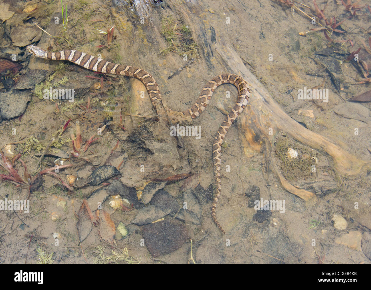 A Water Snake finished Eating Prey at the edge of a pond Stock Photo ...