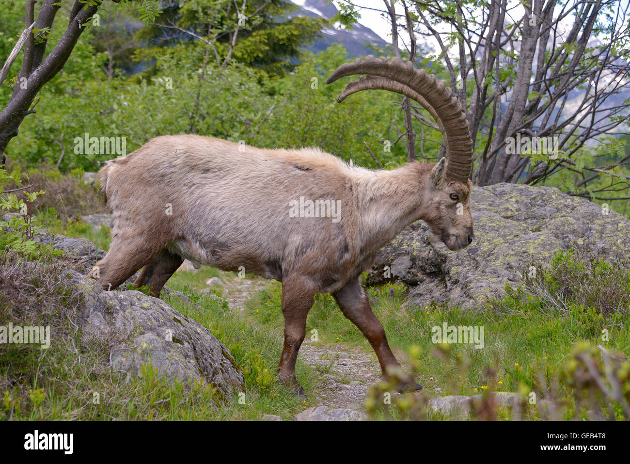 Profile male Alpine ibex (Capra ibex) walking in the mountains of the ...