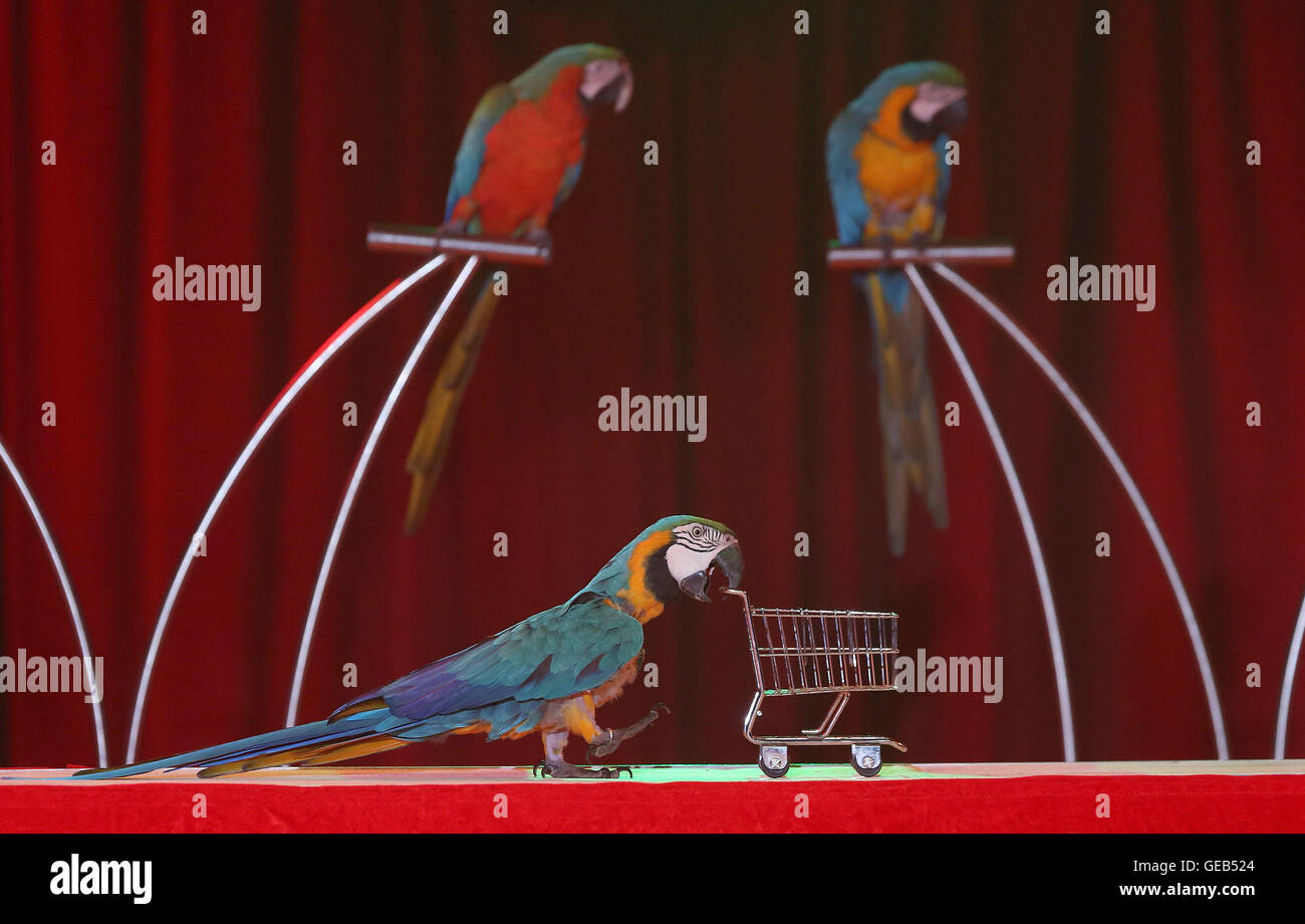 Circus parrot hi-res stock photography and images - Alamy