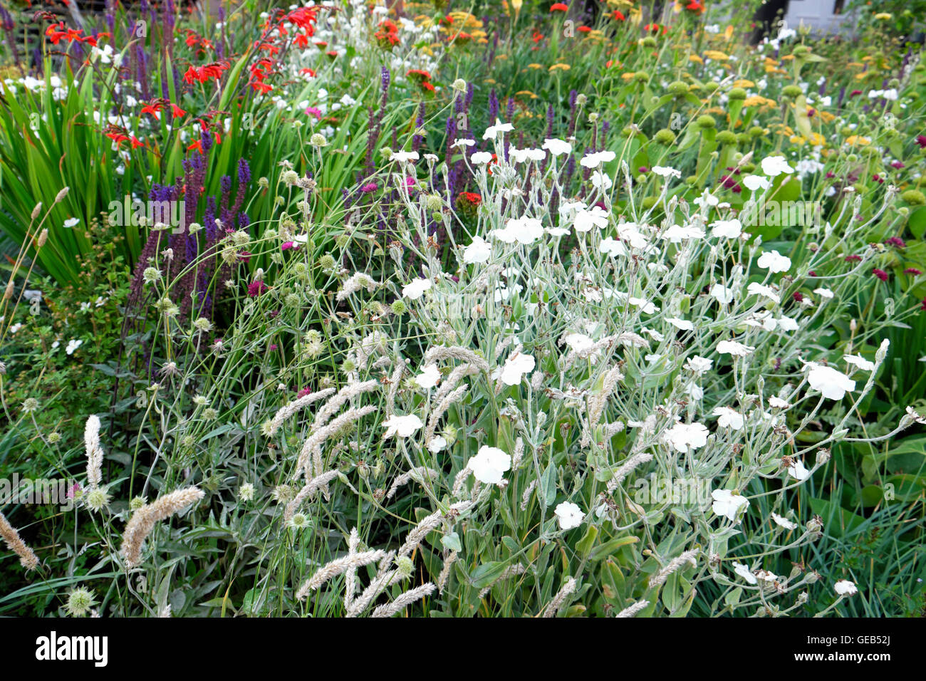 Garden designer Nigel Dunnett urban Beech Gardens in summer at the ...