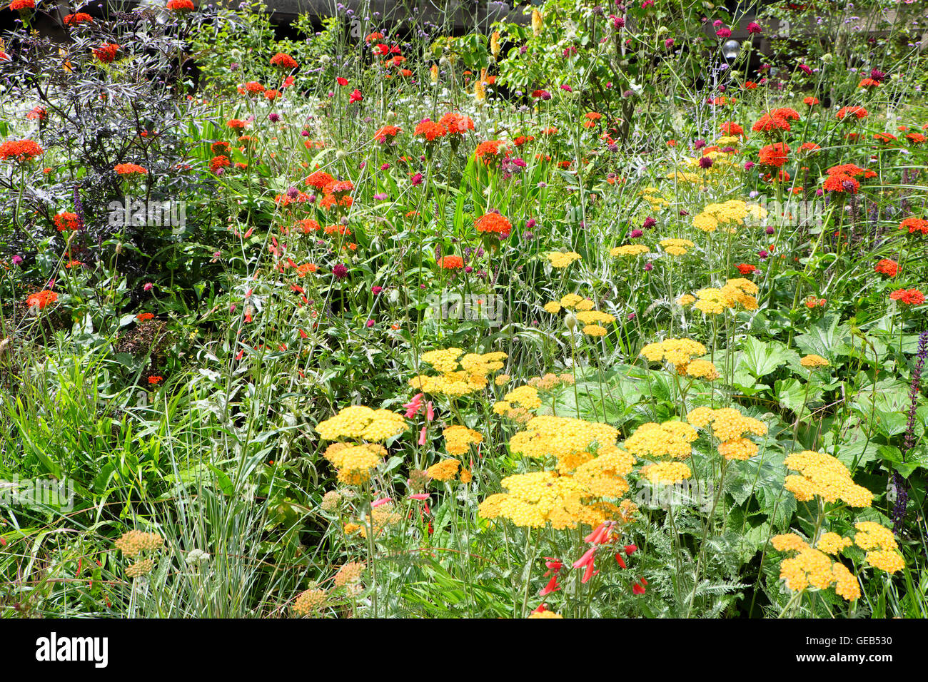 Garden designer Nigel Dunnett summer planting design Beech Gardens at ...